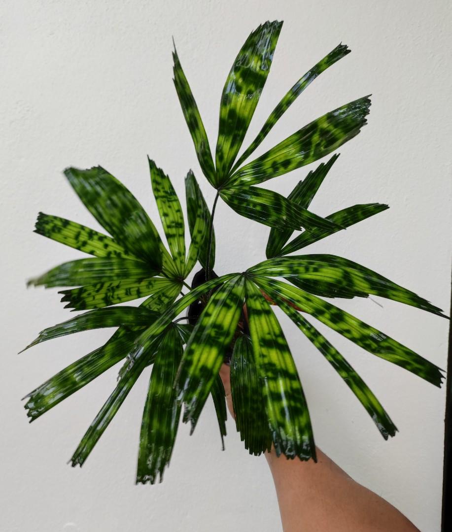 Licuala mattanensis Becc. 'Mapu', Furniture & Home Living, Gardening, Plants & Seeds on Carousell