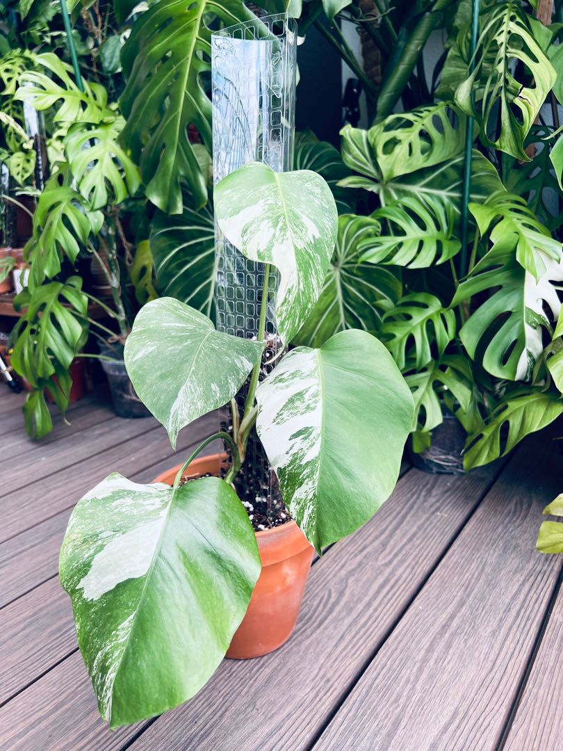 Monstera Albo Japan variegated (Marble leaves, no green), Furniture ...