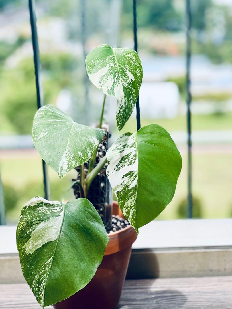 Monstera Albo Japan variegated (Marble leaves, no green), Furniture ...