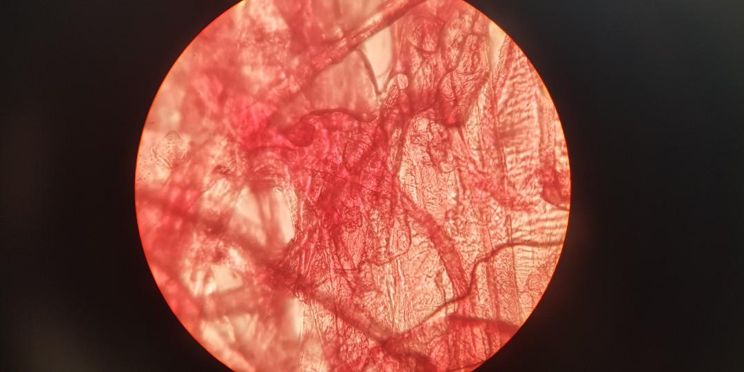 Olympus Japan mono microscope, Health & Nutrition, Medical Supplies ...