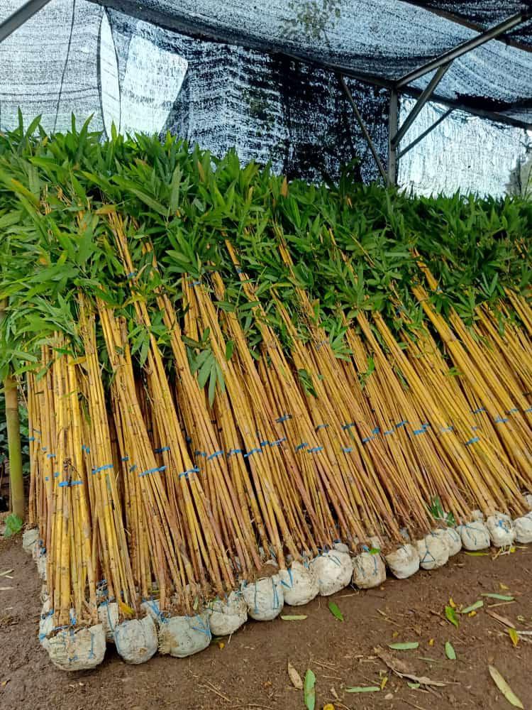 Pohon bambu kuning, Perkebunan di Carousell