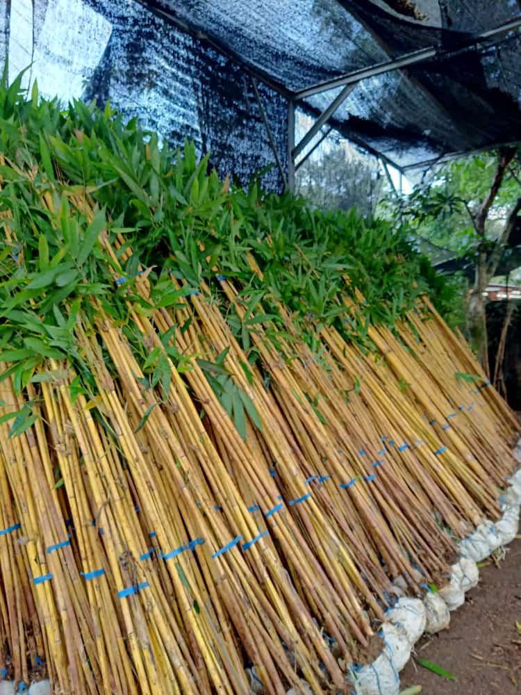 Pohon bambu kuning, Perkebunan di Carousell