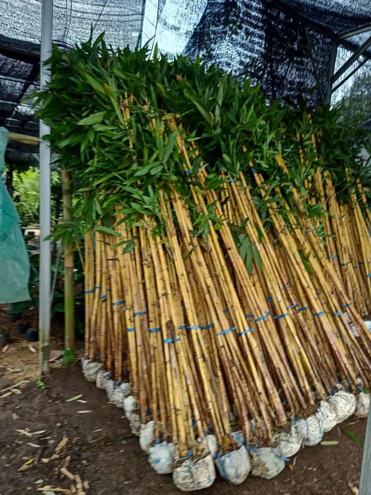 Pohon bambu kuning, Perkebunan di Carousell