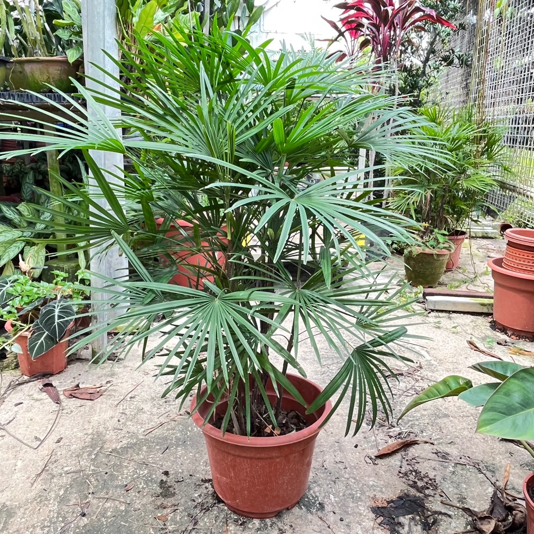 Rhapis Multifida Burret, Finger Palm (0.8m), Furniture & Home Living ...