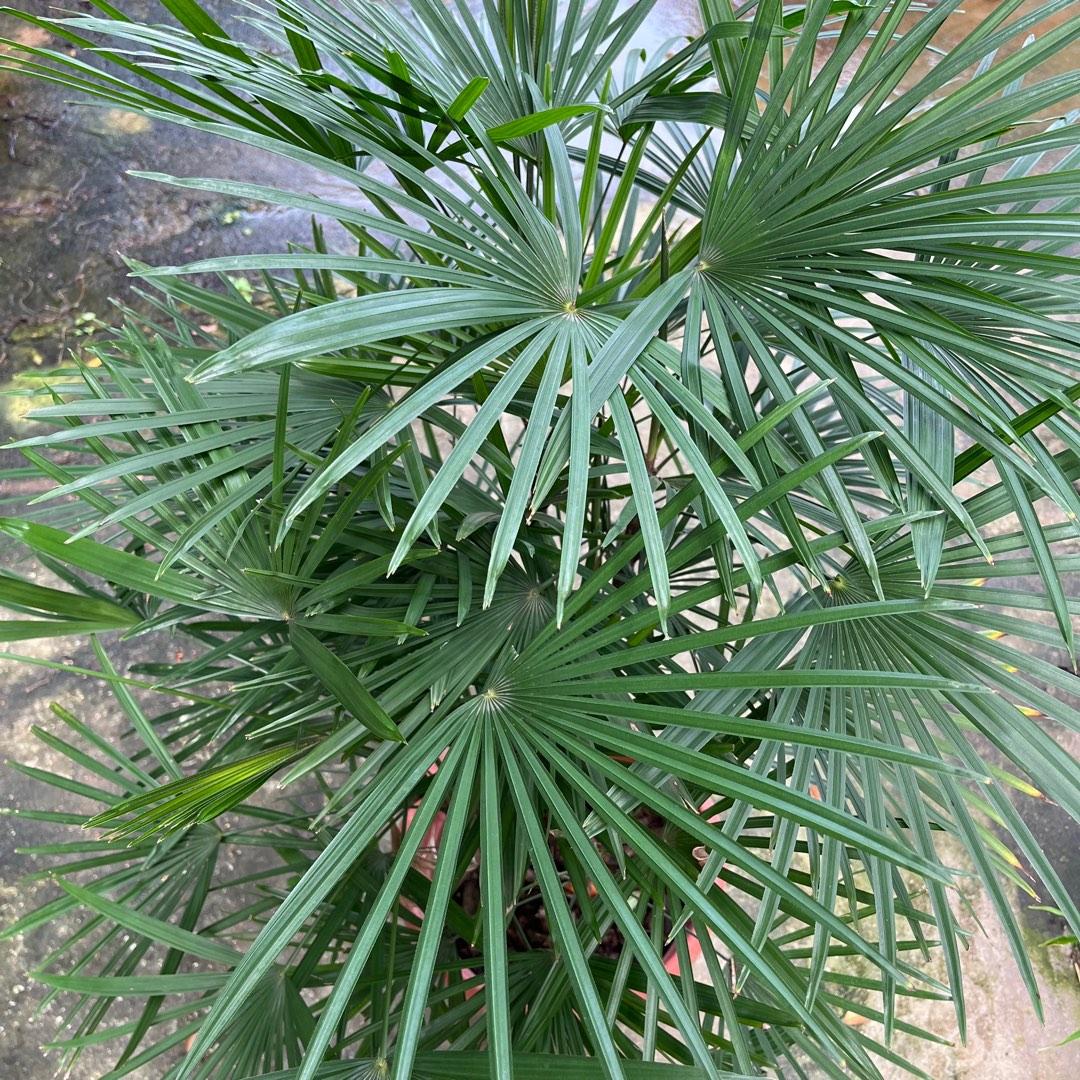 Rhapis Multifida Burret, Finger Palm (0.8m), Furniture & Home Living ...