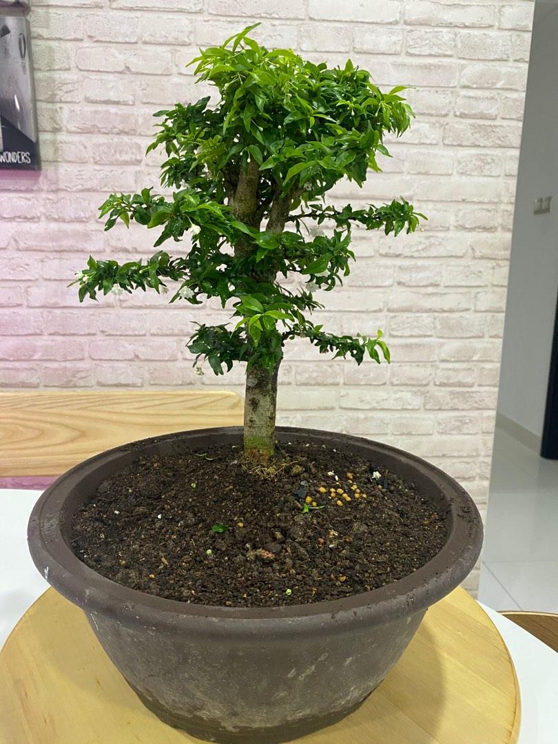 Shui mei bonsai Wrightia Religiosa in ceramic pot., Furniture & Home ...