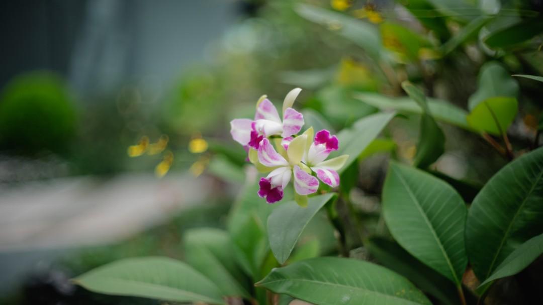 SOM BERTHIOT PARIS FLOR 50mm F2.8, Photography, Lens & Kits on Carousell