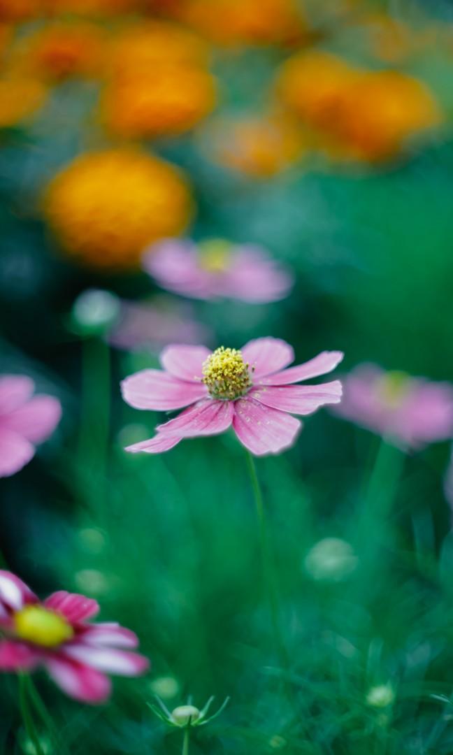 SOM BERTHIOT PARIS FLOR 50mm F2.8, Photography, Lens & Kits on Carousell