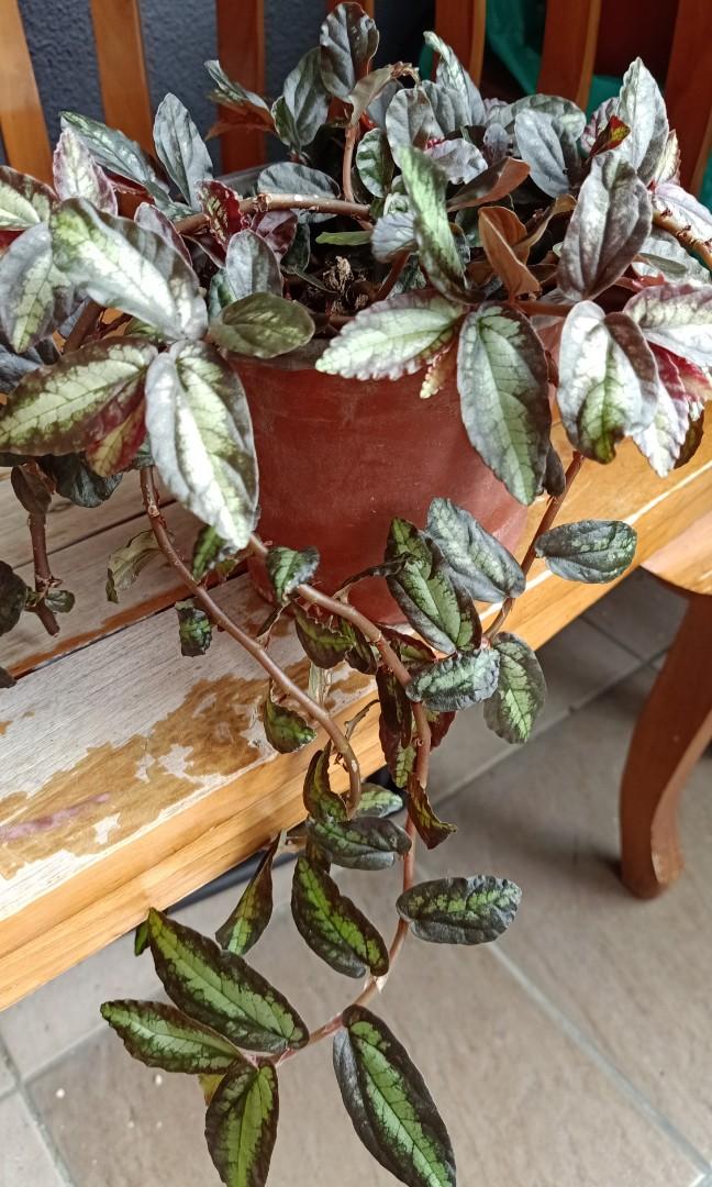 Trailing watermelon begonia @ pellionia repens, Furniture & Home Living ...