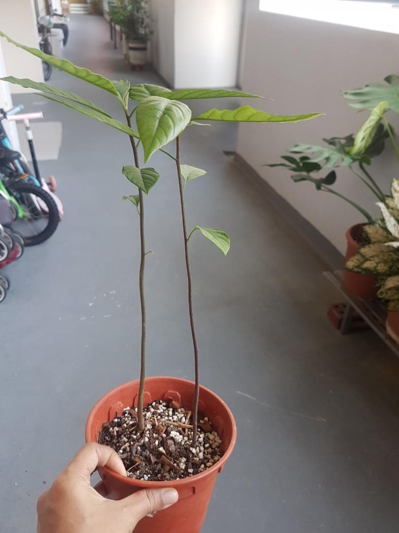 Avocado Seedling Galore, Furniture & Home Living, Gardening, Plants ...