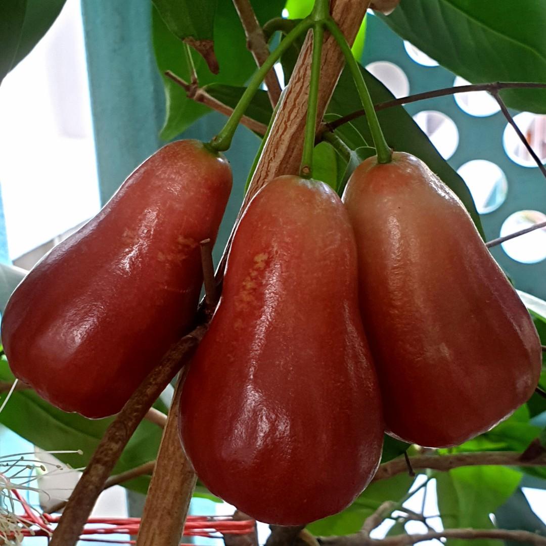 Big Jambu Plant, Furniture & Home Living, Gardening, Plants & Seeds on ...