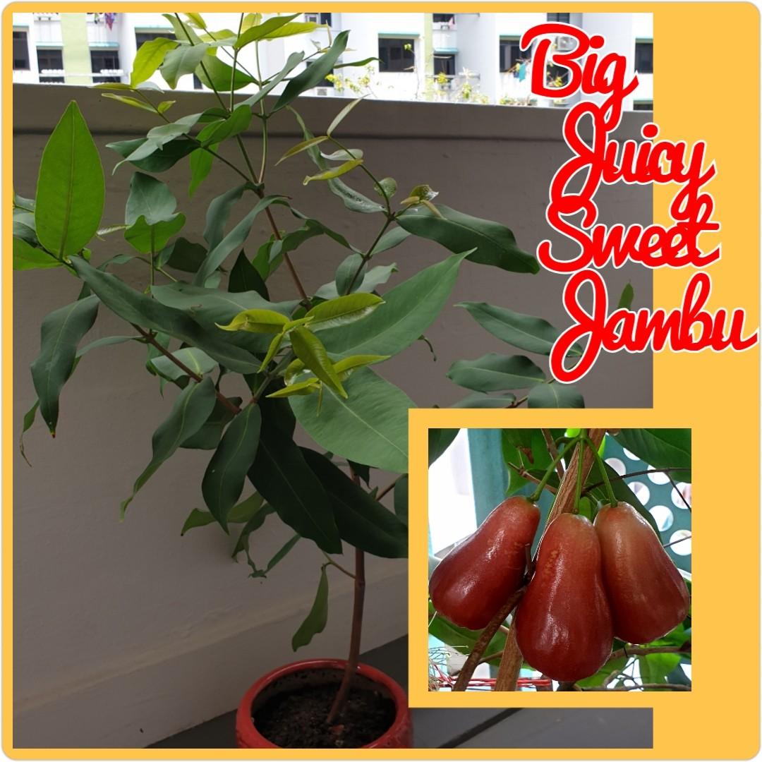 Big Jambu Plant, Furniture & Home Living, Gardening, Plants & Seeds on ...