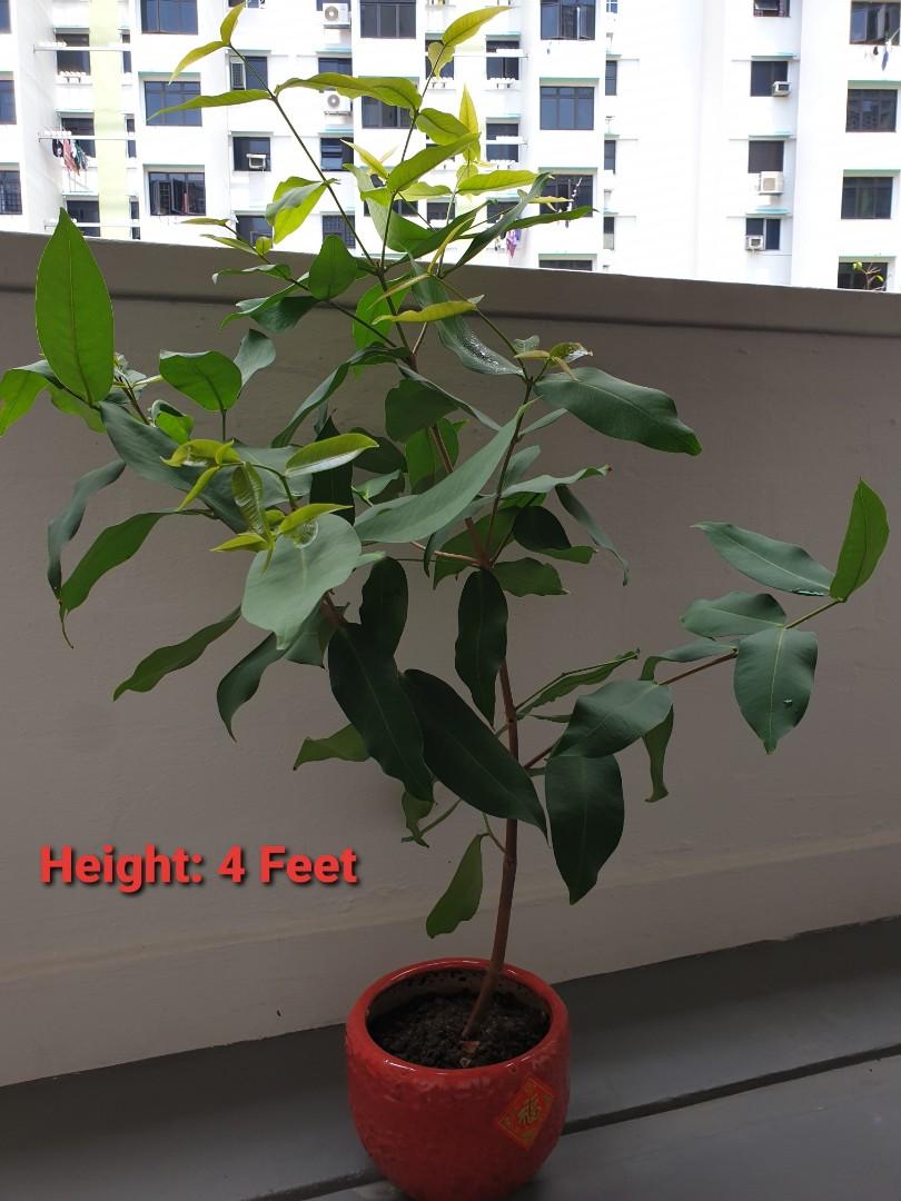 Big Jambu Plant, Furniture & Home Living, Gardening, Plants & Seeds on ...