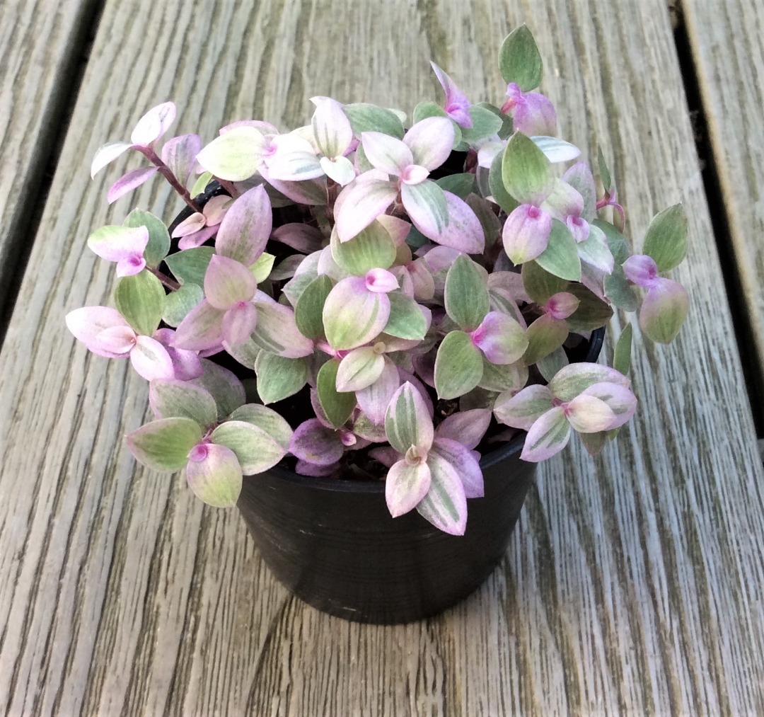 Callisia repens “Pink Lady” (Turtle vine) – Ornamental plant, Furniture ...