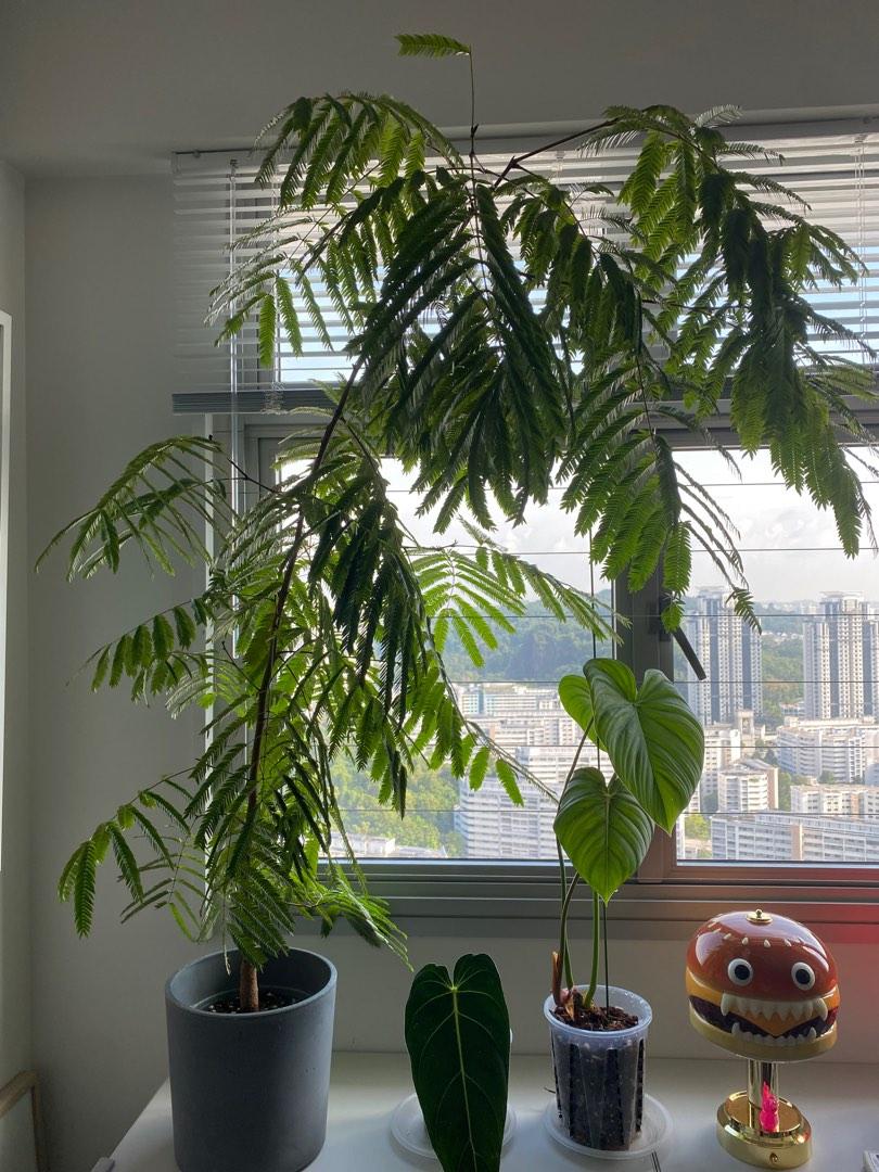 Everfresh Tree - Pithecellobium Confertum, Furniture & Home Living ...