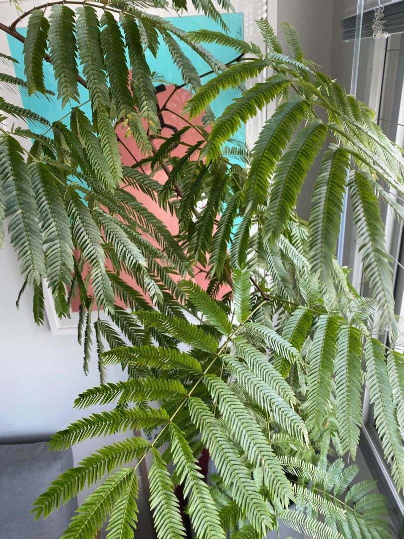 Everfresh Tree - Pithecellobium Confertum, Furniture & Home Living ...