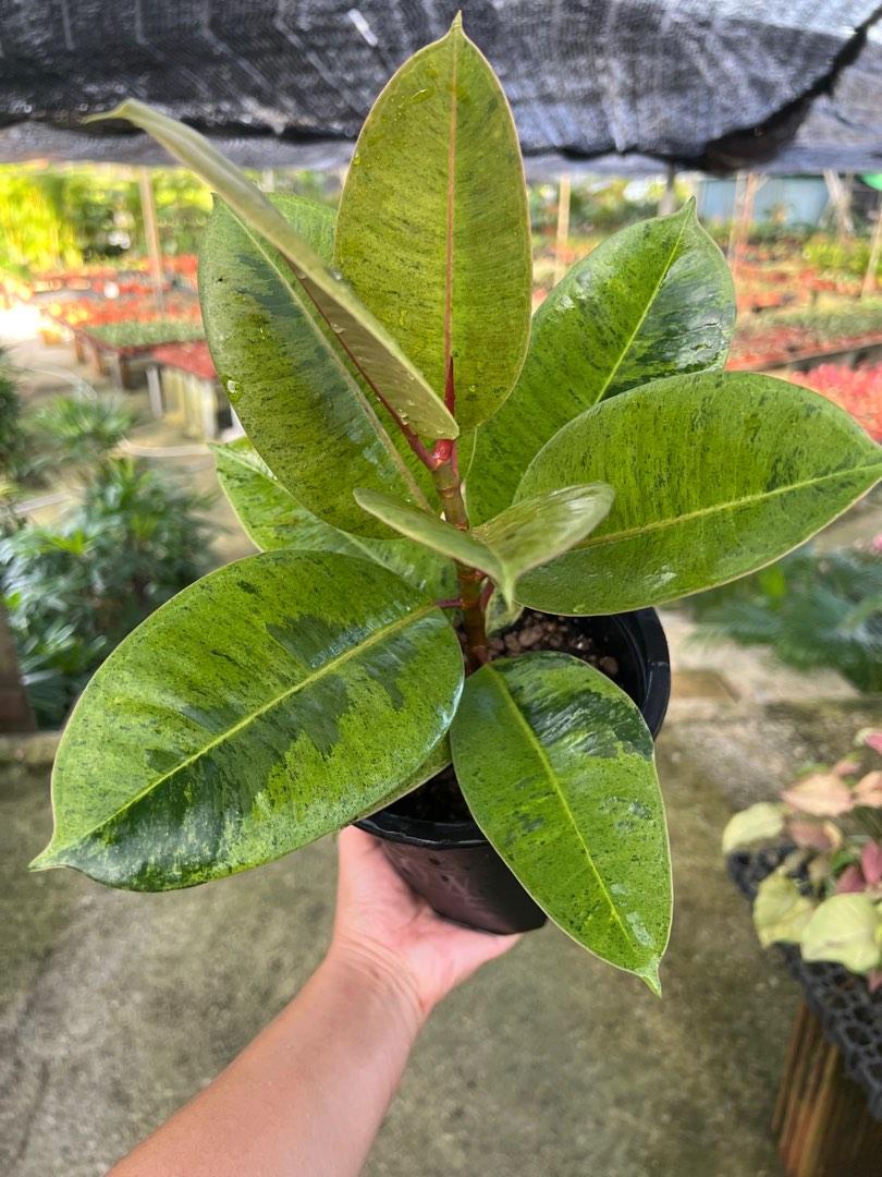 Ficus Elastica Shivereana, Furniture & Home Living, Gardening, Plants ...