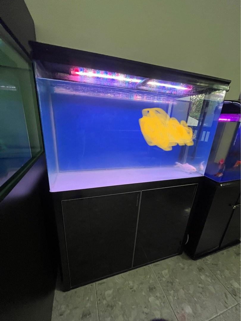 Fish tank ( 1 meter), Pet Supplies, Homes & Other Pet Accessories on ...