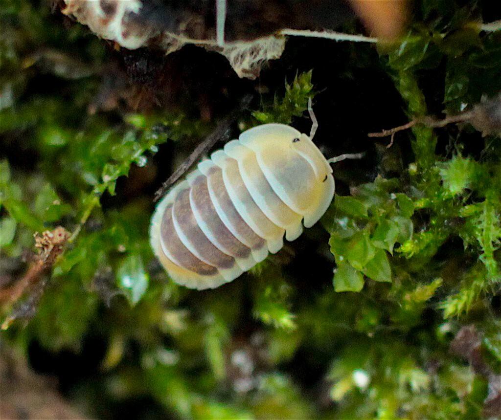 Rare Jupiter Isopod, Pet Supplies, Pet Food on Carousell