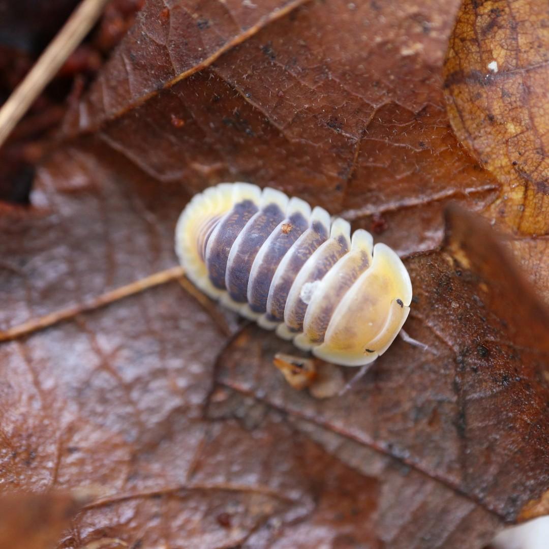 Rare Jupiter Isopod, Pet Supplies, Pet Food on Carousell
