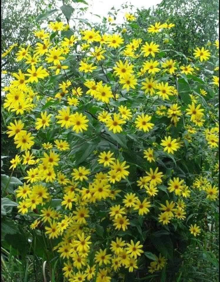 Pokok bunga Jerusalem artichoke Bunga wangi Ubi boleh makan, Furniture ...