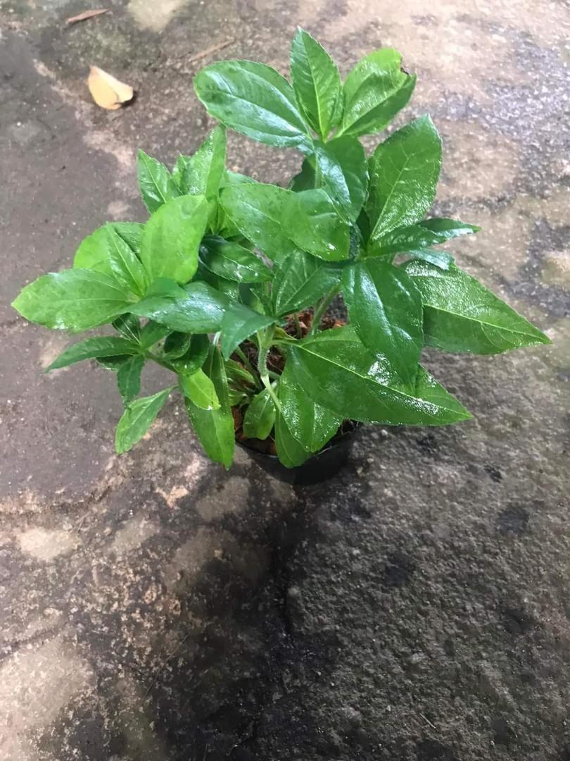 Pokok bunga Jerusalem artichoke Bunga wangi Ubi boleh makan, Furniture ...