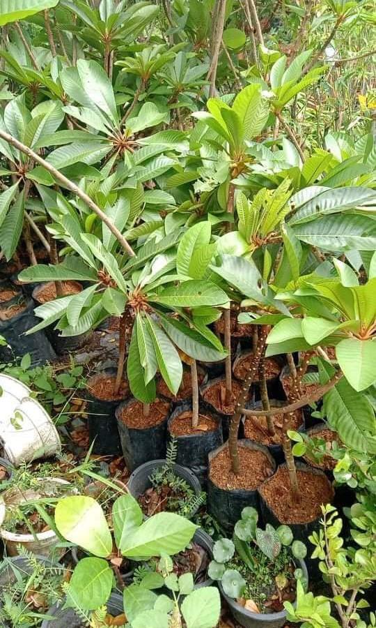 Pokok ciku besar Mamey sapote, Furniture & Home Living, Gardening ...