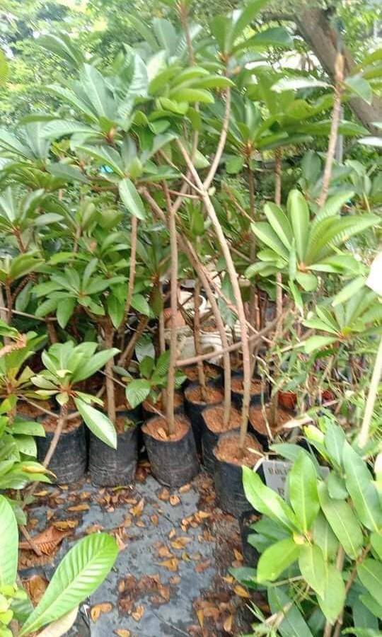 Pokok ciku besar Mamey sapote, Furniture & Home Living, Gardening ...