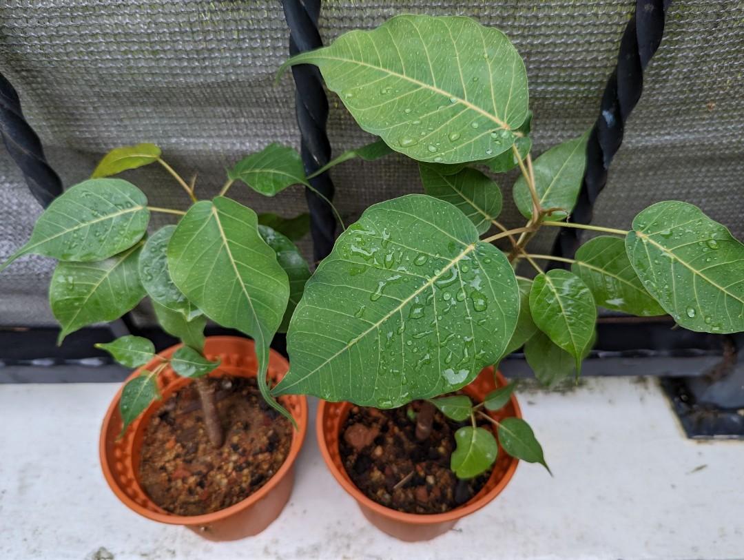 Beautiful Bodhi Bonsai Plant, Furniture & Home Living, Gardening ...