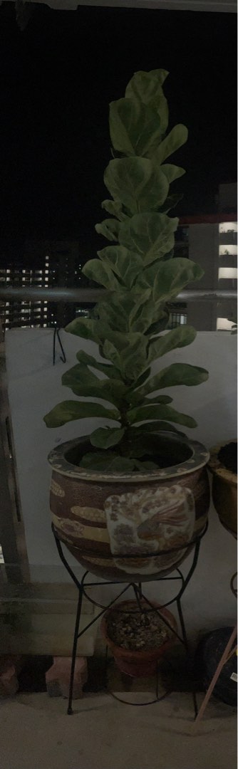 Big bank tree, Furniture & Home Living, Gardening, Plants & Seeds on ...