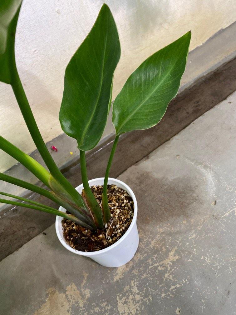 Bird of Paradise (White) Strelitzia Alba , Furniture & Home Living ...