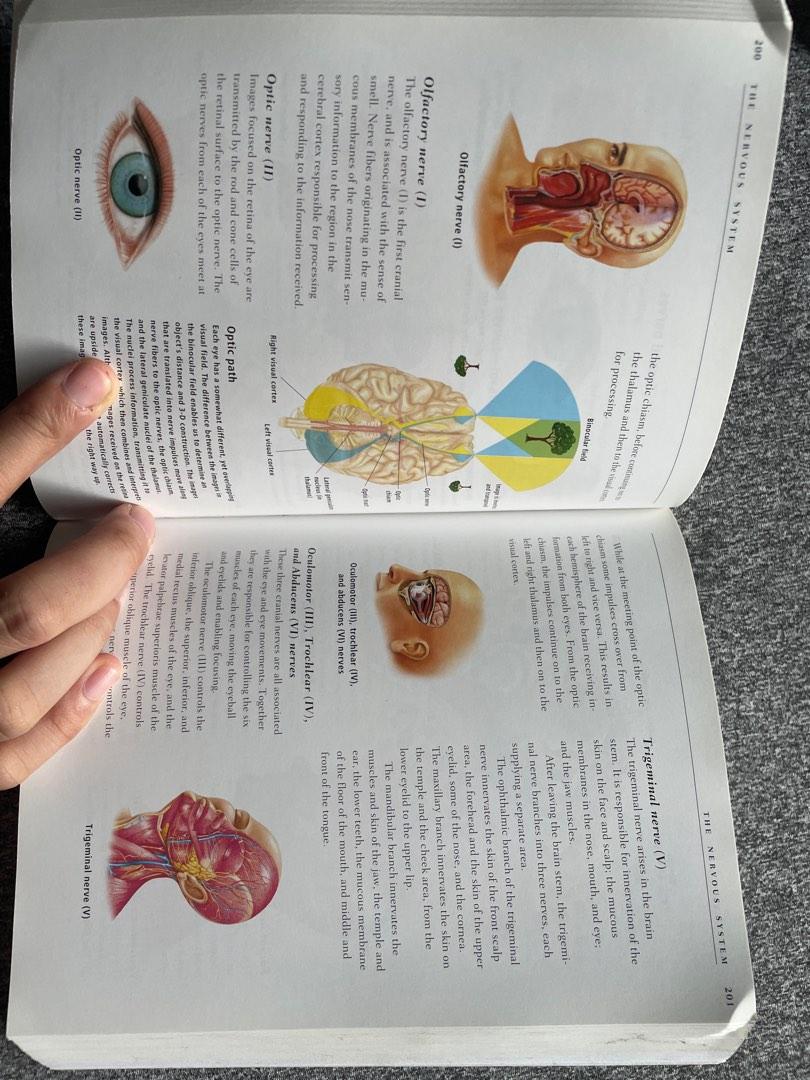 Body Atlas (Pocket Anatomica), Hobbies & Toys, Books & Magazines, Textbooks on Carousell