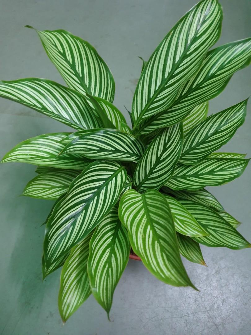 Calathea Player Plant Vittata Line Green Variegated, Furniture & Home ...