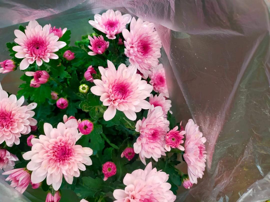 Flowering plants Real Plant for your Love ones, Hobbies & Toys ...
