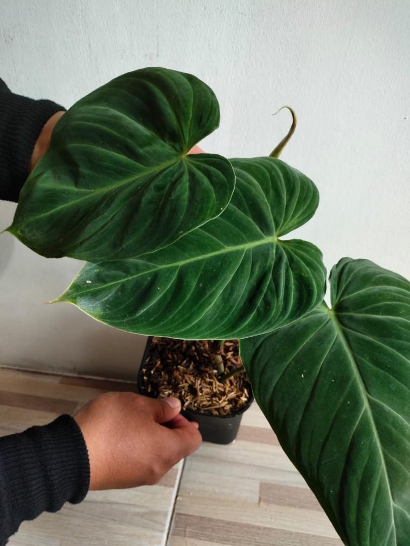 Philodendron Splendid, Furniture & Home Living, Gardening, Plants ...