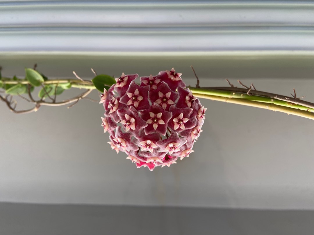 Blooming Hoya Pubicalyx Splash, Furniture & Home Living, Gardening ...