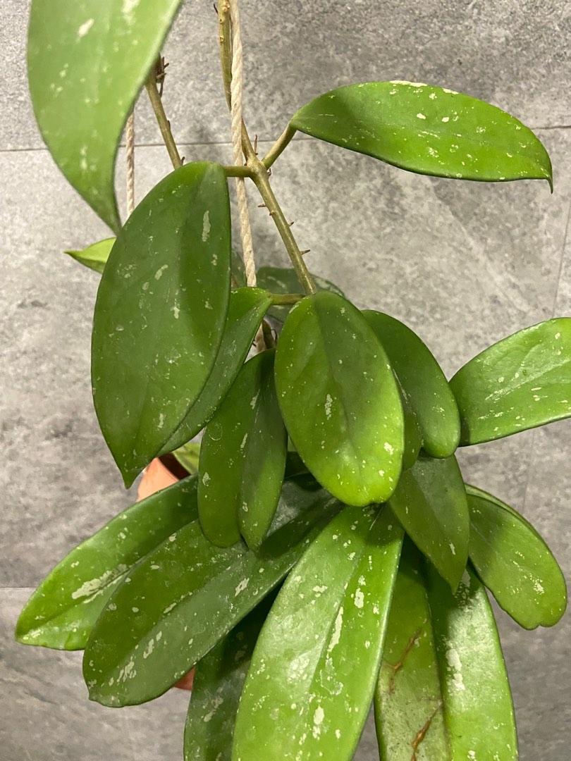 Blooming Hoya Pubicalyx Splash, Furniture & Home Living, Gardening ...