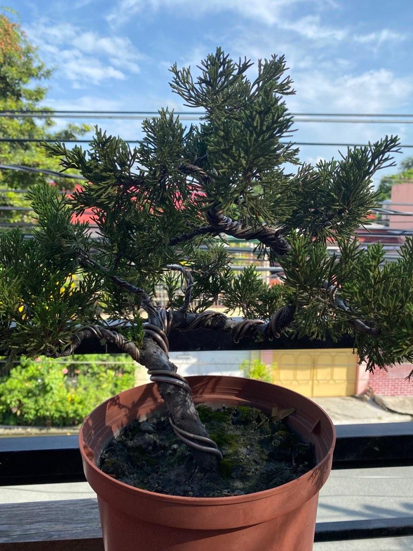 Bonsai Juniper Taiwan Chinensis, Furniture & Home Living, Gardening ...
