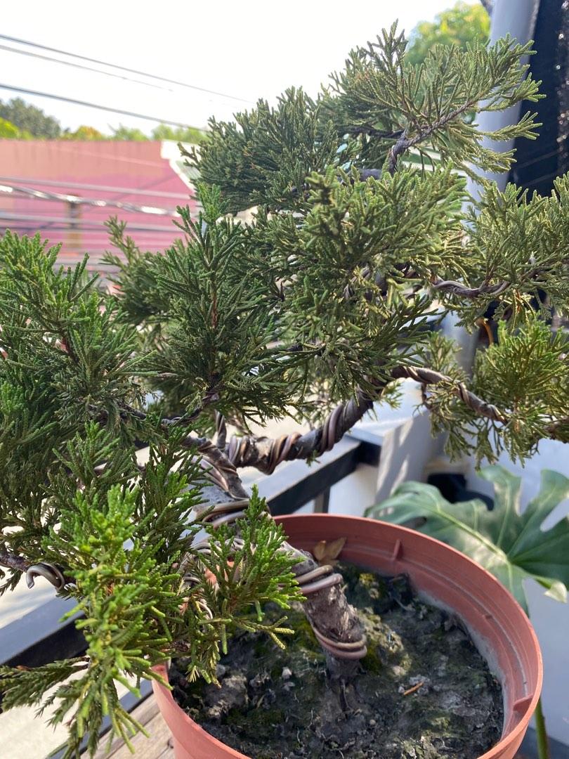 Bonsai Juniper Taiwan Chinensis, Furniture & Home Living, Gardening ...