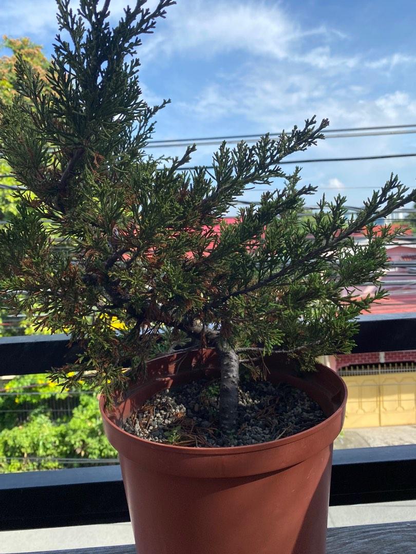 Bonsai Juniper Taiwan Chinensis, Furniture & Home Living, Gardening ...