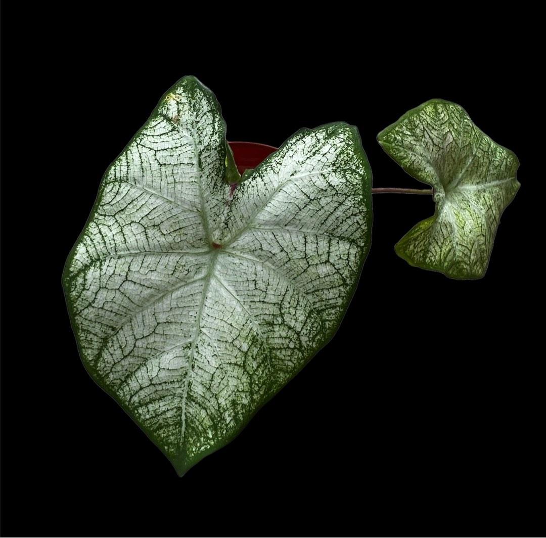 Caladium Moonlight, Furniture & Home Living, Gardening, Plants & Seeds ...