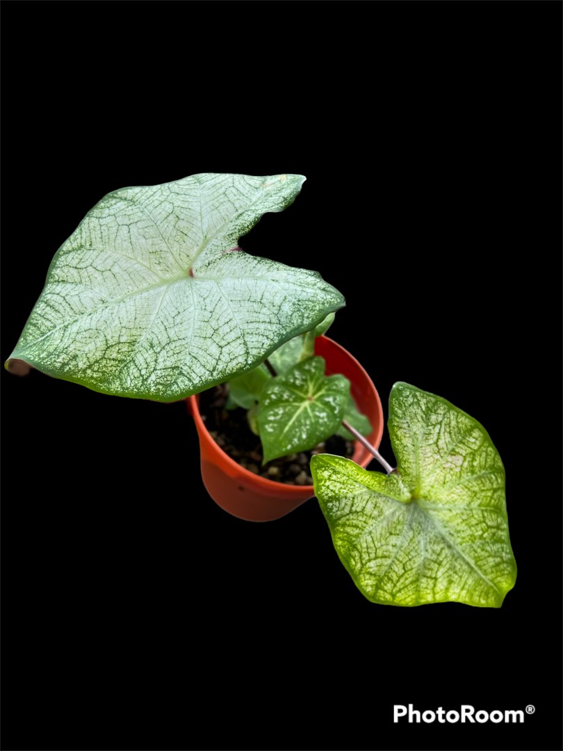 Caladium Moonlight, Furniture & Home Living, Gardening, Plants & Seeds ...