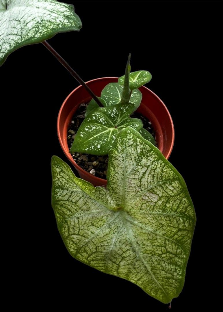 Caladium Moonlight, Furniture & Home Living, Gardening, Plants & Seeds ...