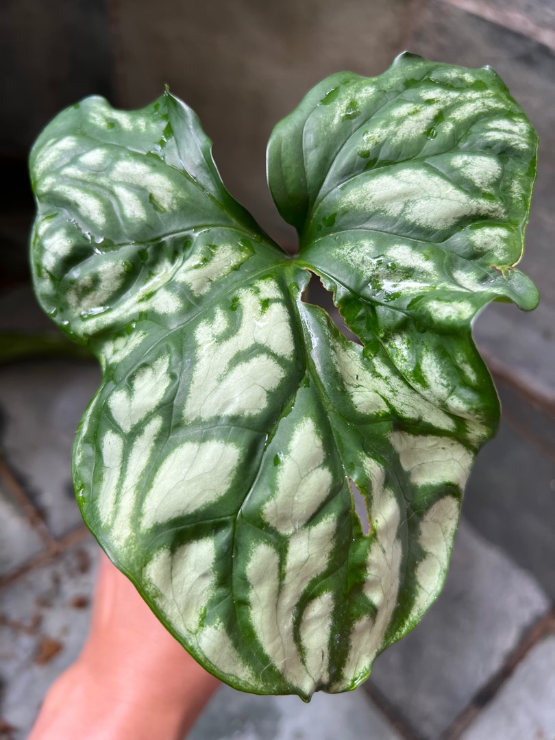 Cercestis mirabilis, Furniture & Home Living, Gardening, Plants & Seeds ...