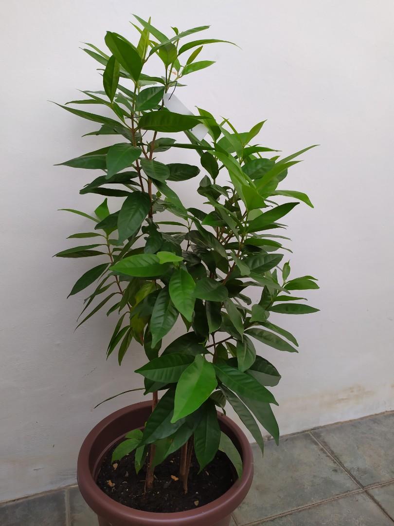 Daun Salam/Local Bay Leave/Syzygium Polyanthum, Furniture & Home Living ...