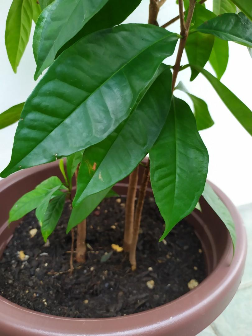 Daun Salam/Local Bay Leave/Syzygium Polyanthum, Furniture & Home Living ...