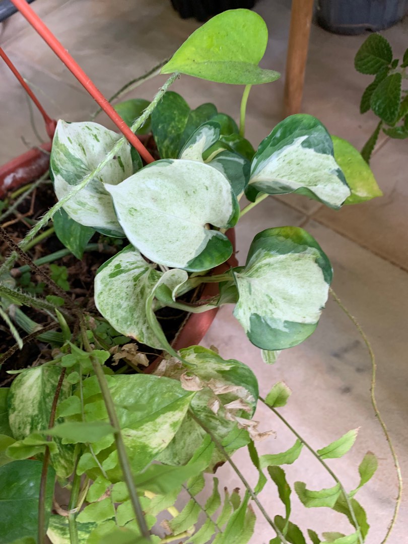 Mixed pot of pothos and fern, Furniture & Home Living, Gardening ...