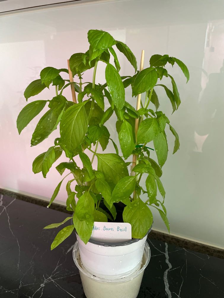 Mrs Burn Basil, Furniture & Home Living, Gardening, Plants & Seeds on ...