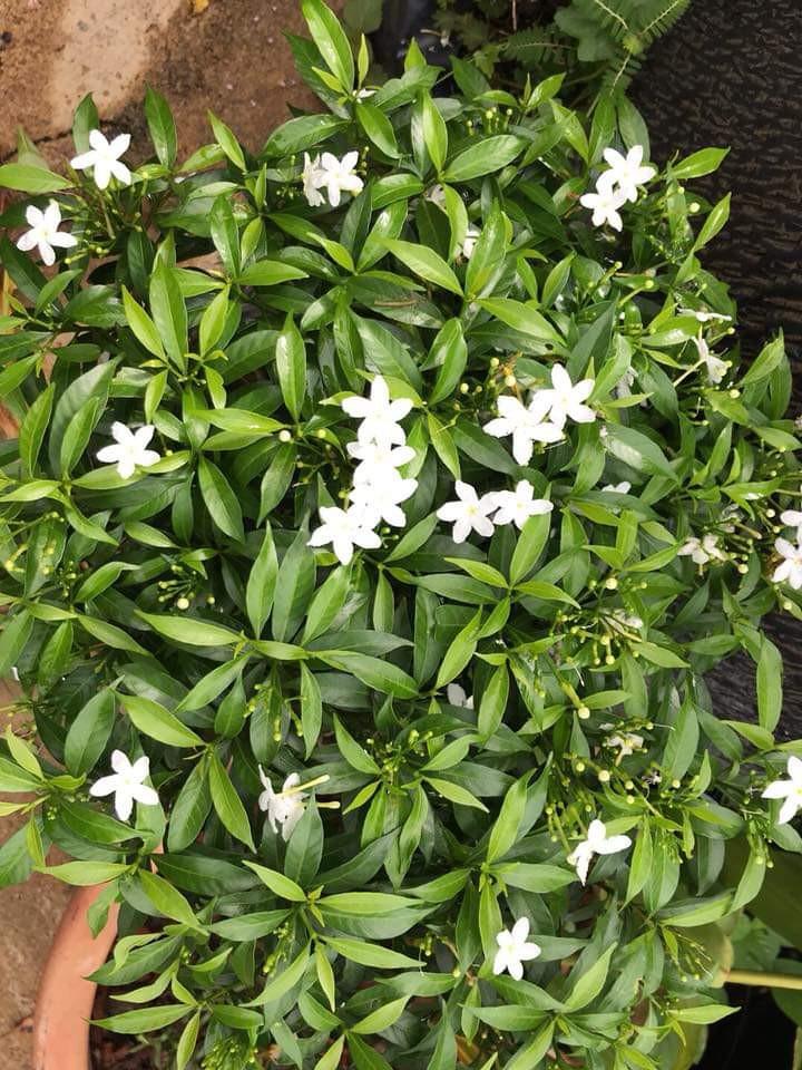 Pokok Mini Jasmine (sesuai tanam ditanah perkuburan), Furniture & Home Living, Gardening, Plants ...