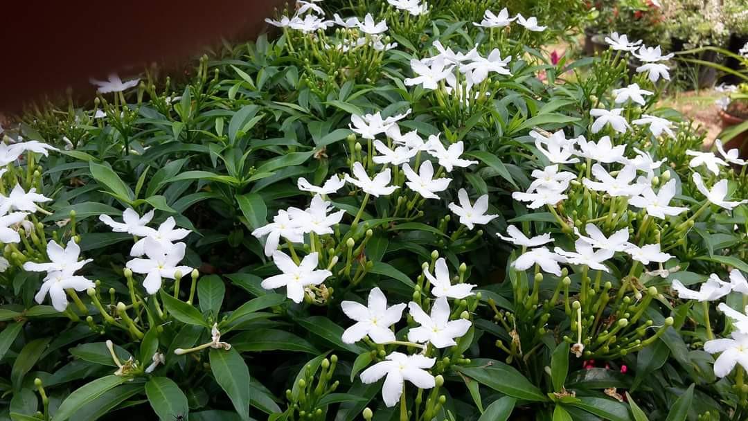 Pokok Mini Jasmine (sesuai tanam ditanah perkuburan), Furniture & Home ...